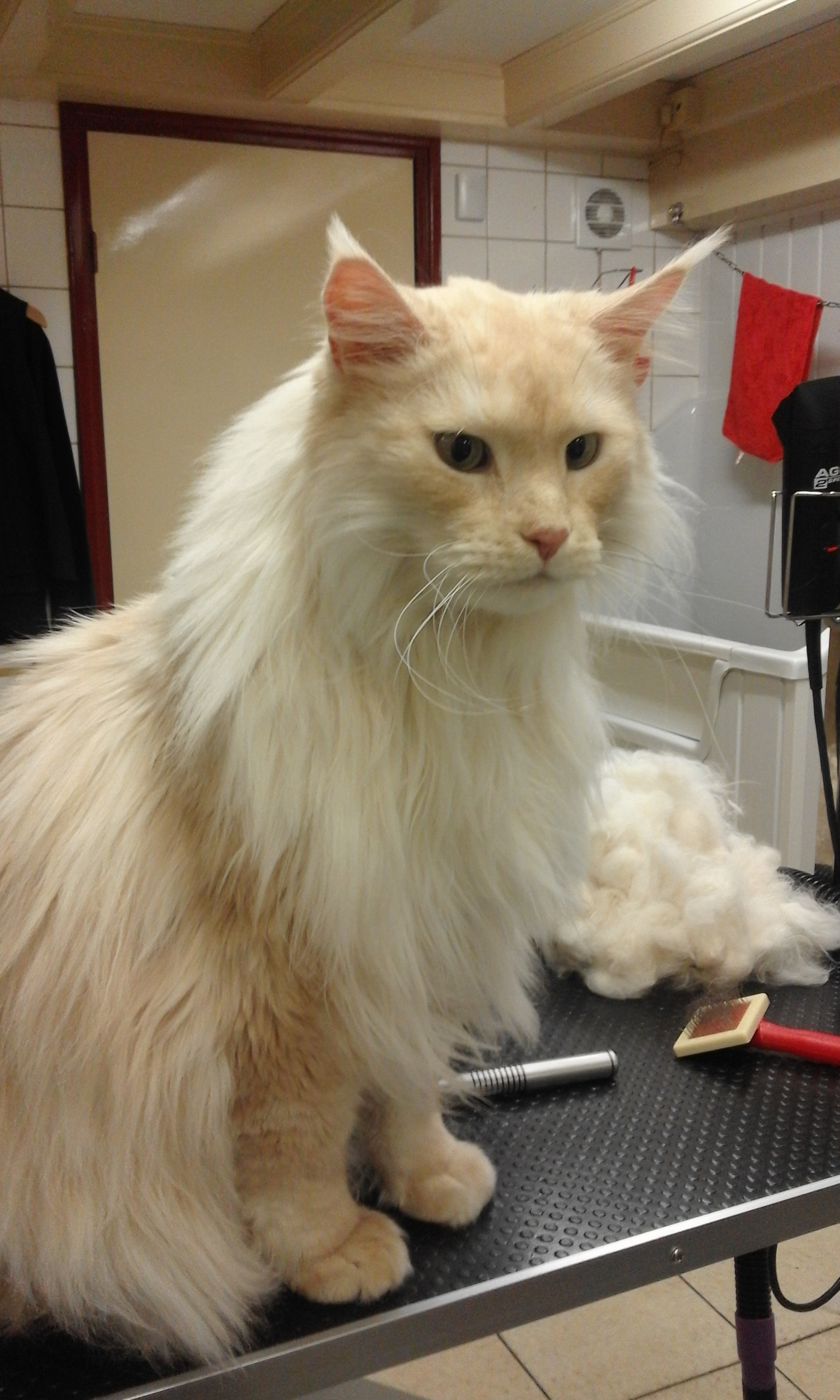 Ontwollen kat -Behandelingen The Catbarber kattentrimsalon