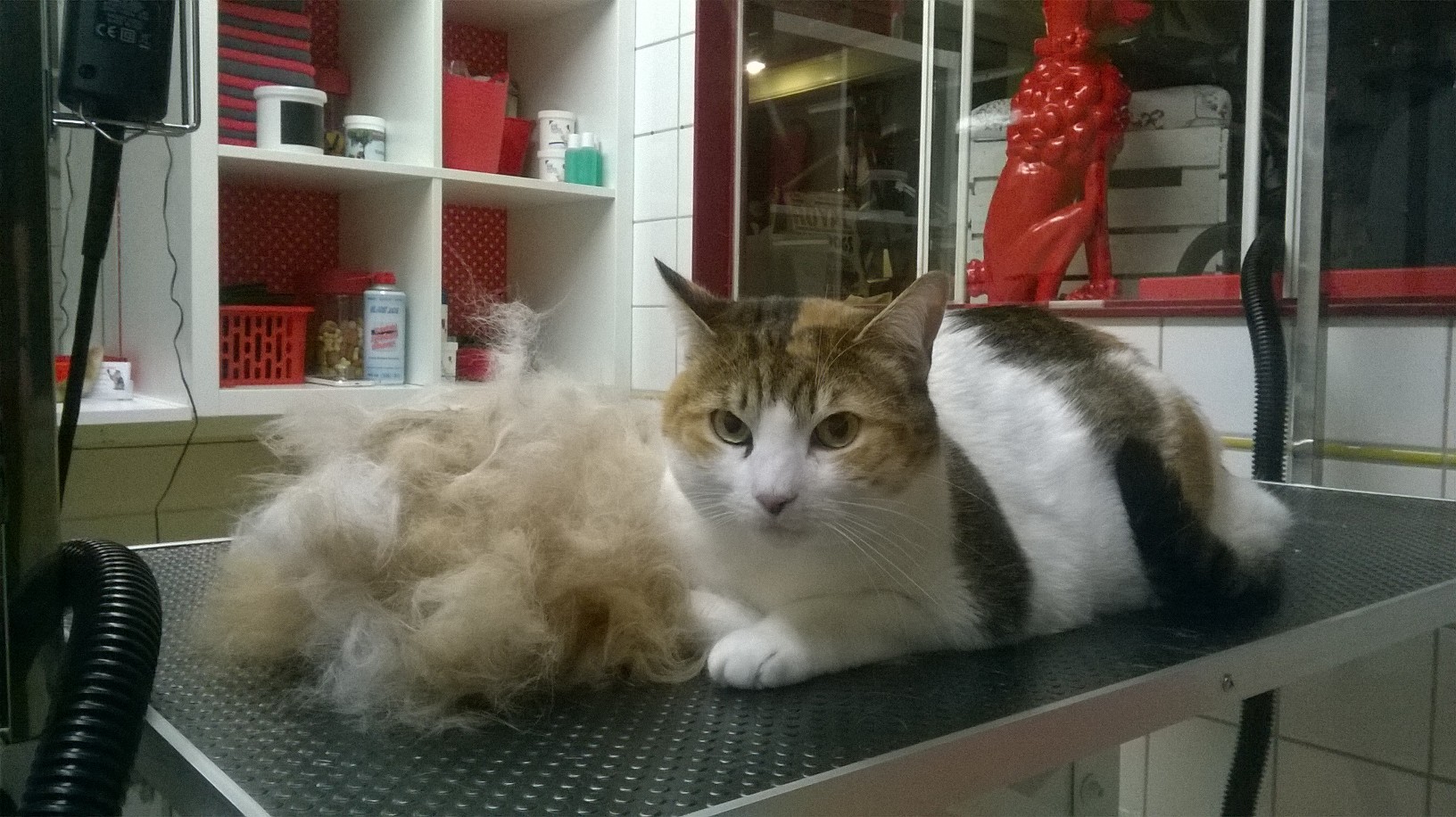Ontwollen kat -Behandelingen The Catbarber kattentrimsalon