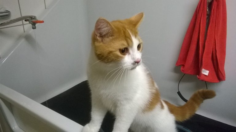 Ontwollen kat -Behandelingen The Catbarber kattentrimsalon