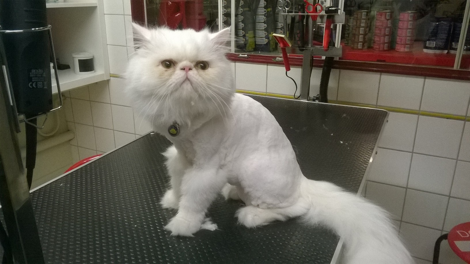 Ontwollen kat -Behandelingen The Catbarber kattentrimsalon